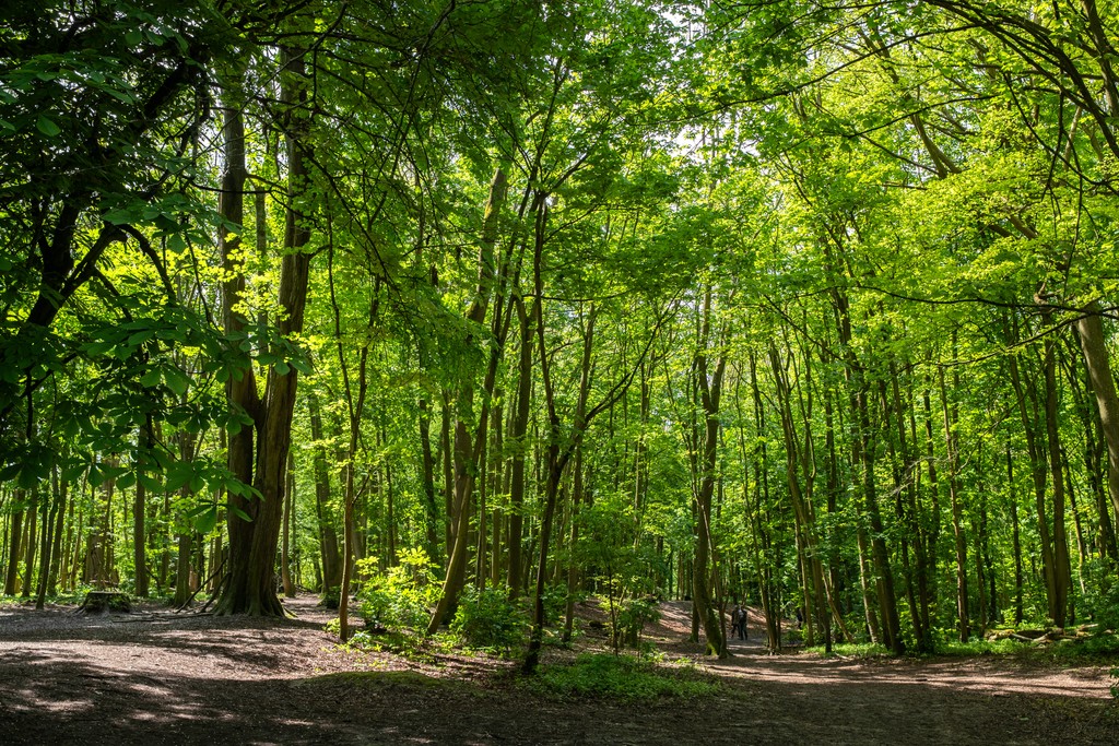 Worting Park | New Homes in Basingstoke | Cala Homes